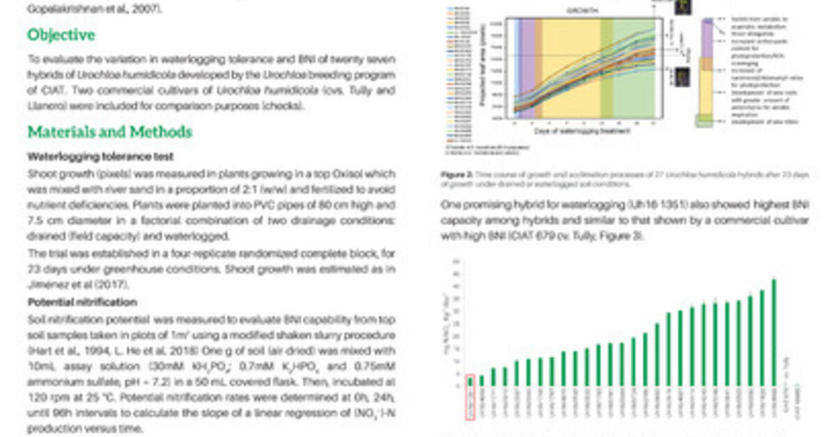 Identification of Urochloa humidicola hybrids with waterlogging tolerance and Biological ...